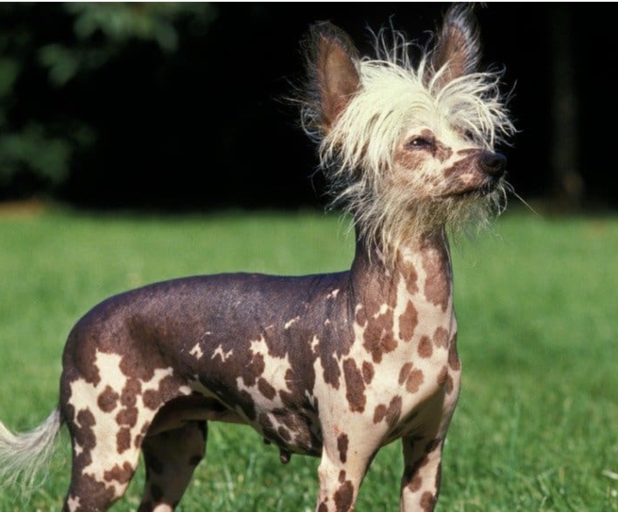 2024 Top 10 Most Expensive Small Dog Breeds in the World - Top Most 10